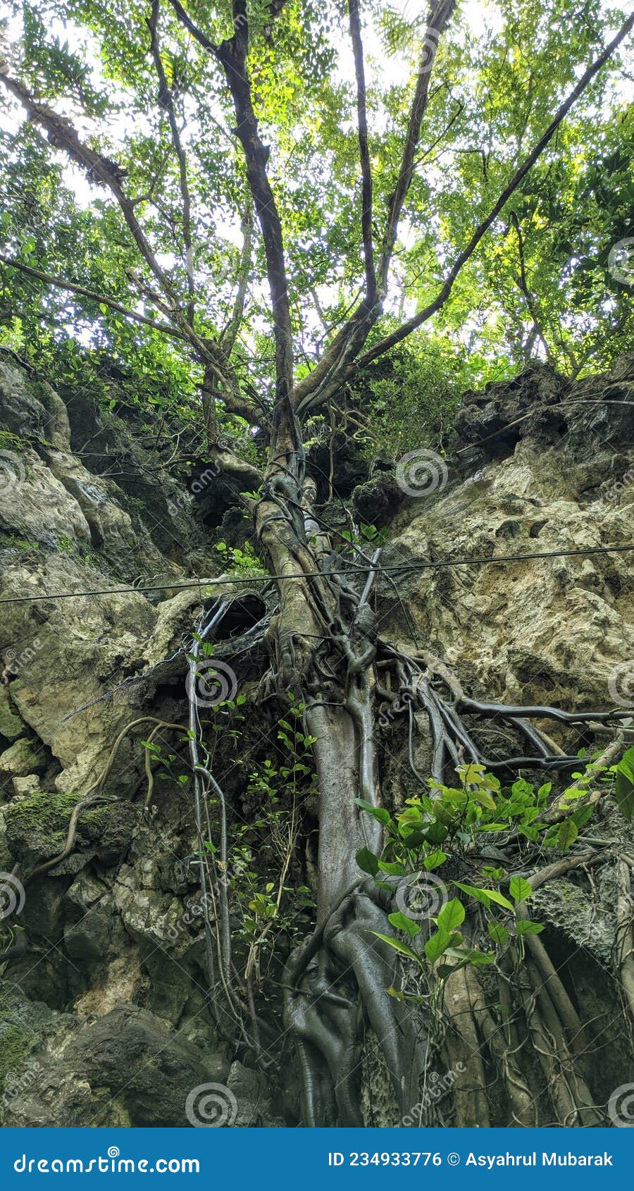 Trees grow on rock cliffs stock photo. Image of forest - 234933776