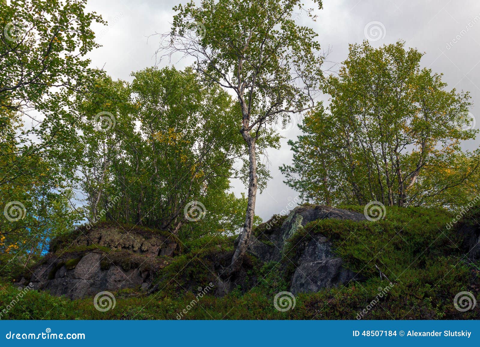 Trees Grow on the Rocks in the Tundra Stock Photo - Image of taiga ...