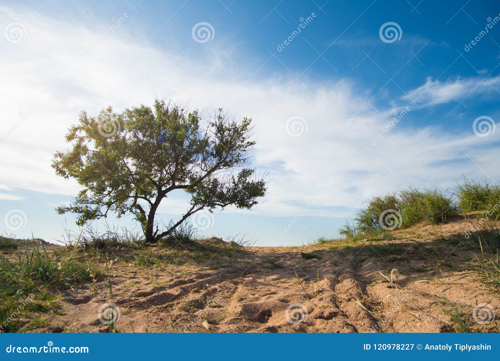 Trees Grow from Sand stock image. Image of season, outdoor - 120978227