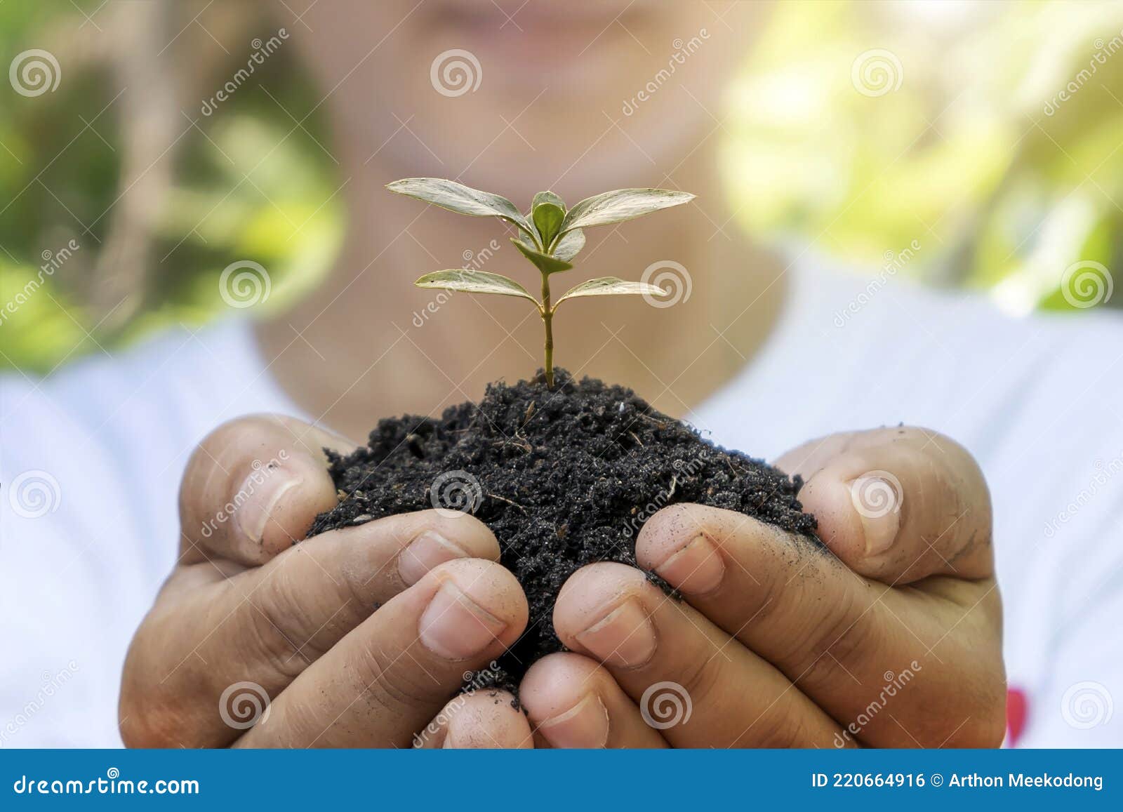 Trees Grow in Soil by Human Hands, Reforestation Concept Stock Photo ...