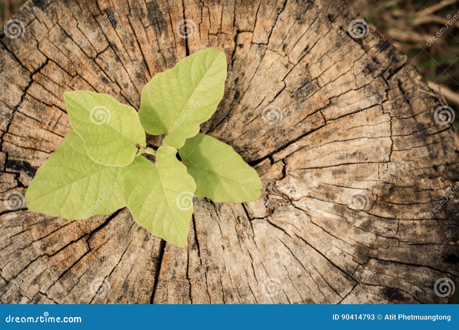Trees Grow on the Stump Dry. a New Beginning that Happen in the Usual ...