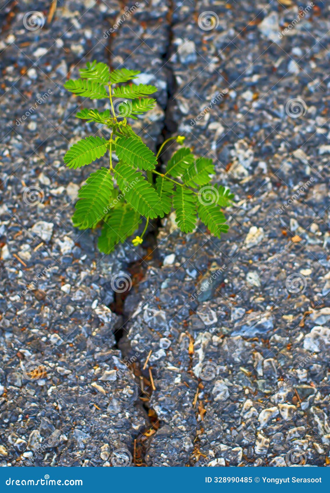 Trees Grow on the Surface of the Concrete Cracks Stock Image - Image of ...