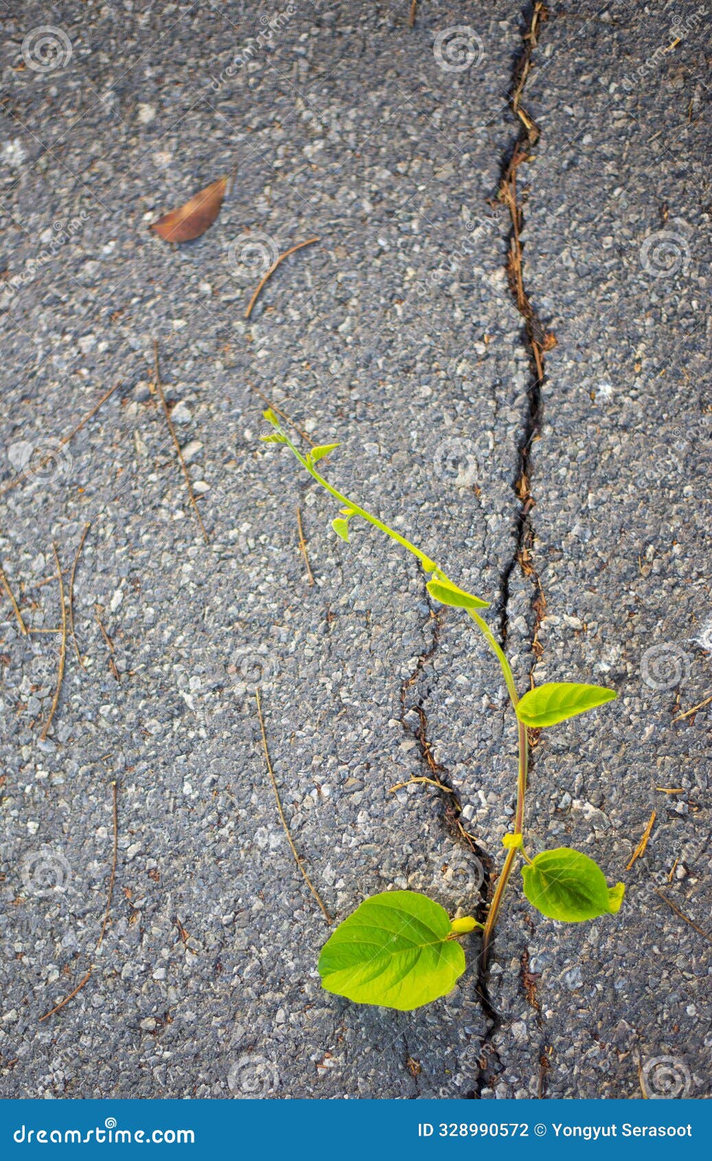 Trees that Grow on the Surface of the Concrete Cracks Stock Photo ...