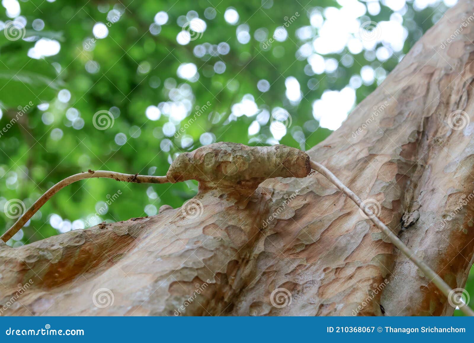 Trees Grow and Wrap Up, Devouring Electrical Wires that Pass through in ...