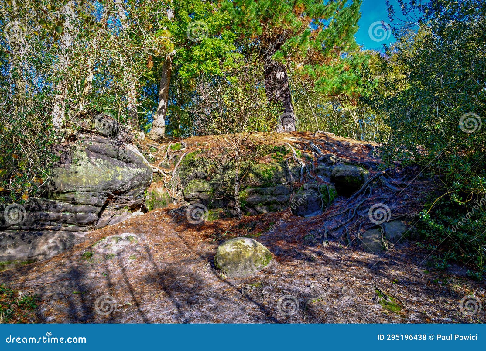 Trees Growing Above a Rock Face with Tree Roots Showing Ongrowing Down ...