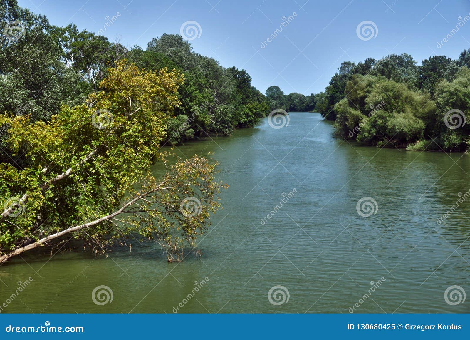 Trees Growing Along the River Stock Image - Image of plant, growing ...