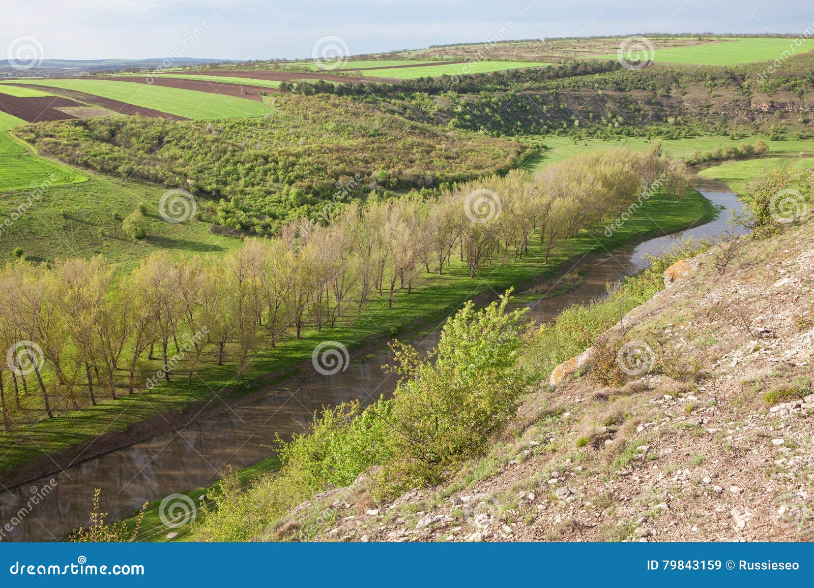 Trees Growing Along the River Stock Image - Image of fresh, scenery ...