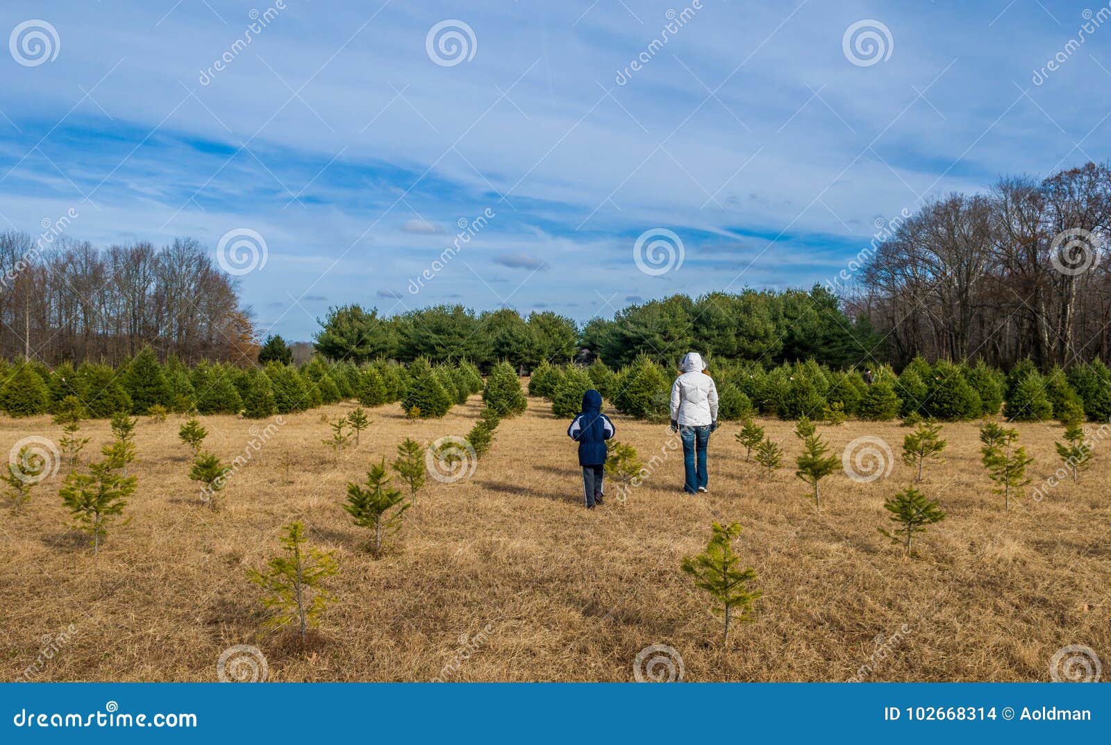 Christmas tree farm stock photo. Image of background - 102668314