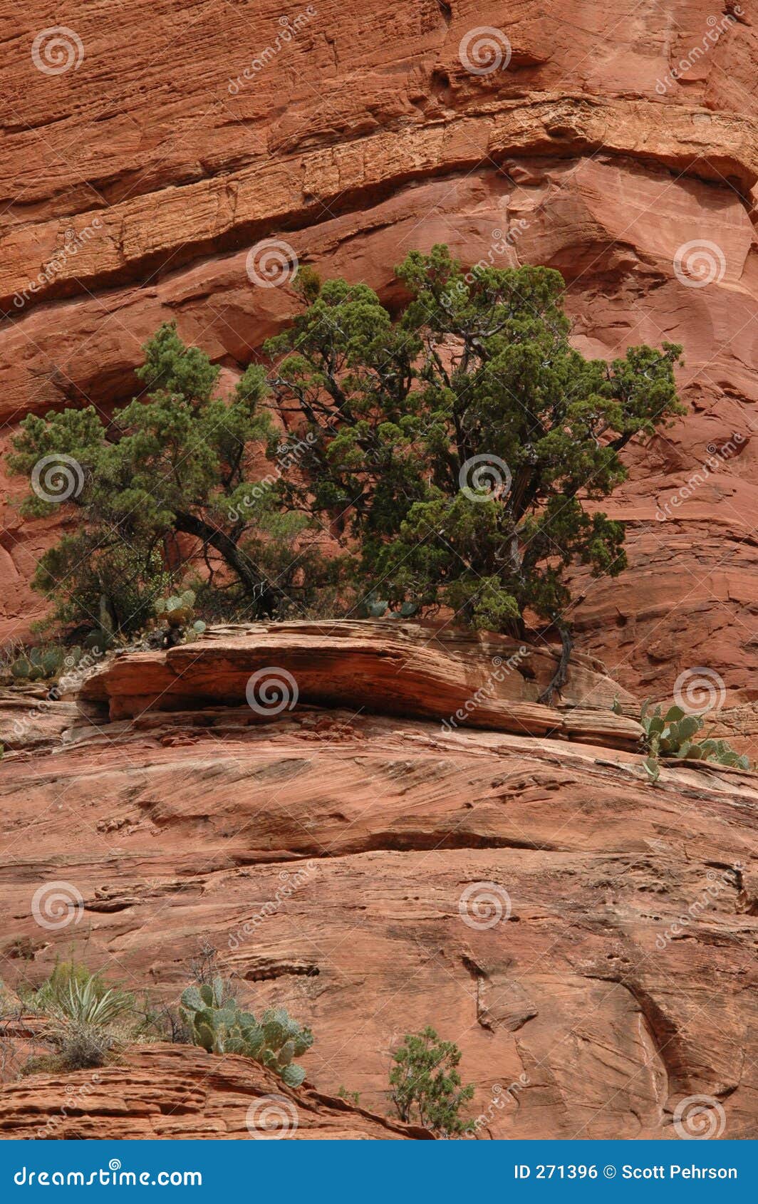 Trees Growing On Cliff Picture. Image: 271396