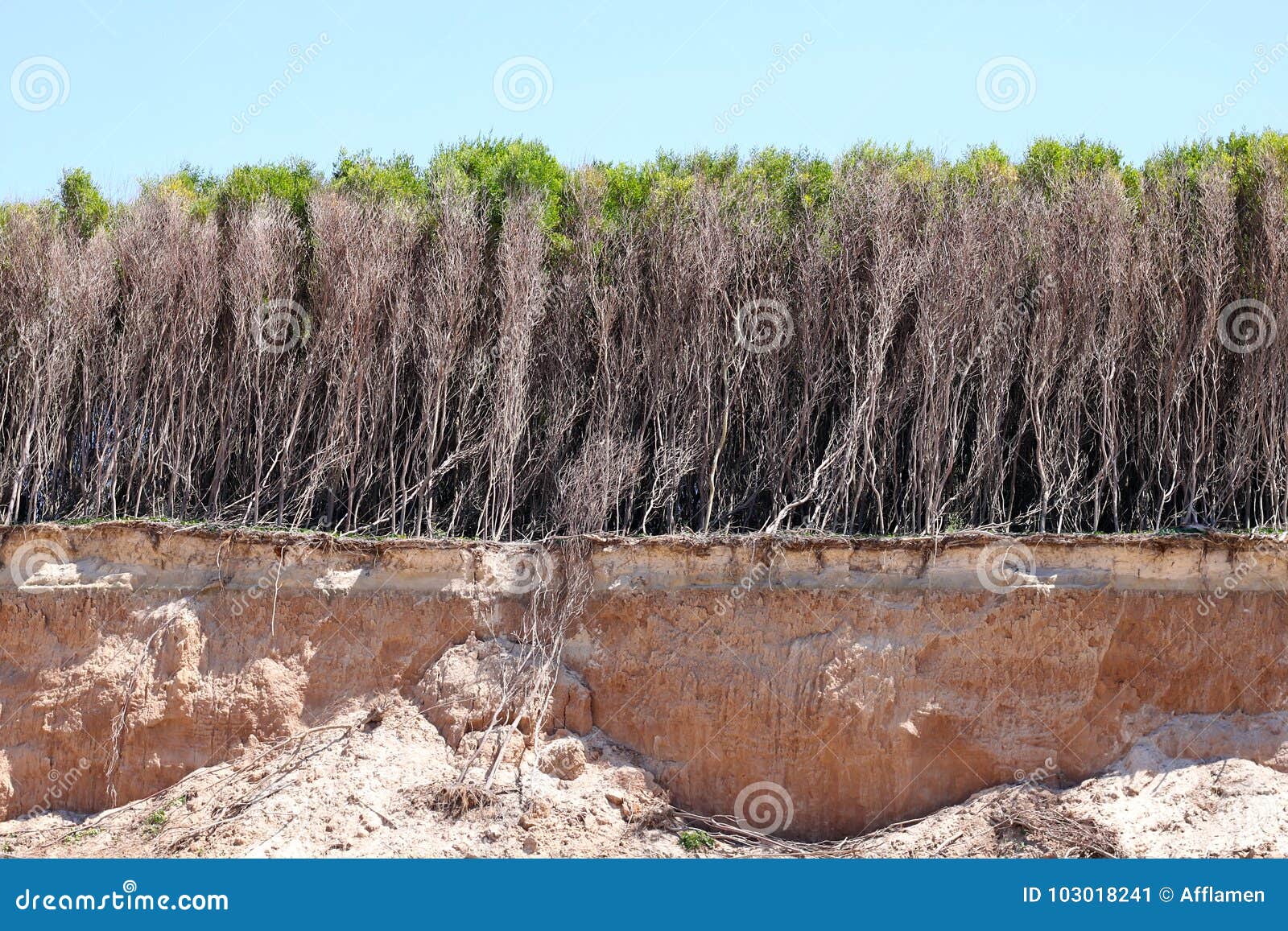 Trees Growing on the Cliff and Falling Down Off it Stock Image - Image ...