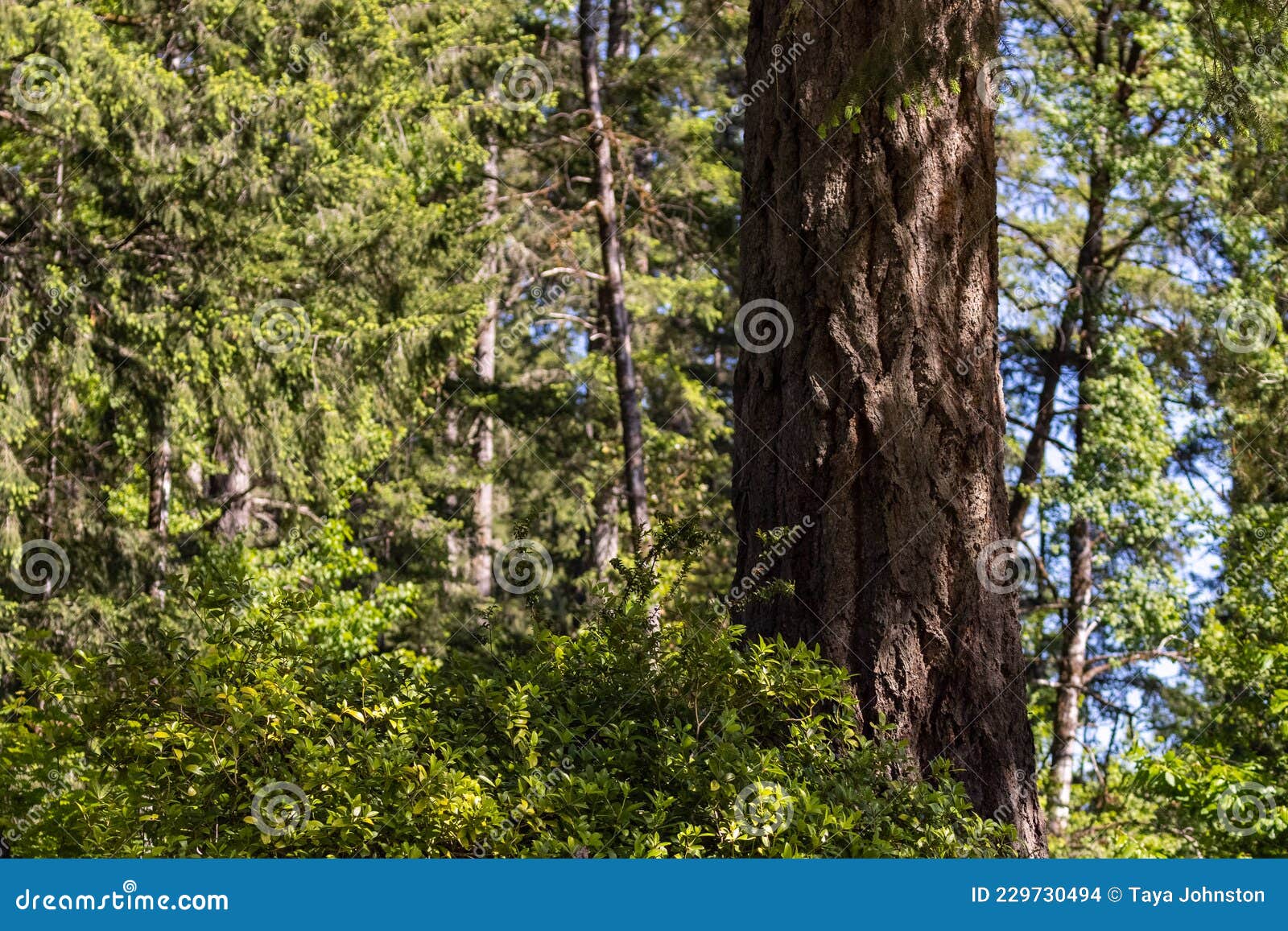 Trees Growing from Cliffside with Dense Green Bushes Stock Photo ...