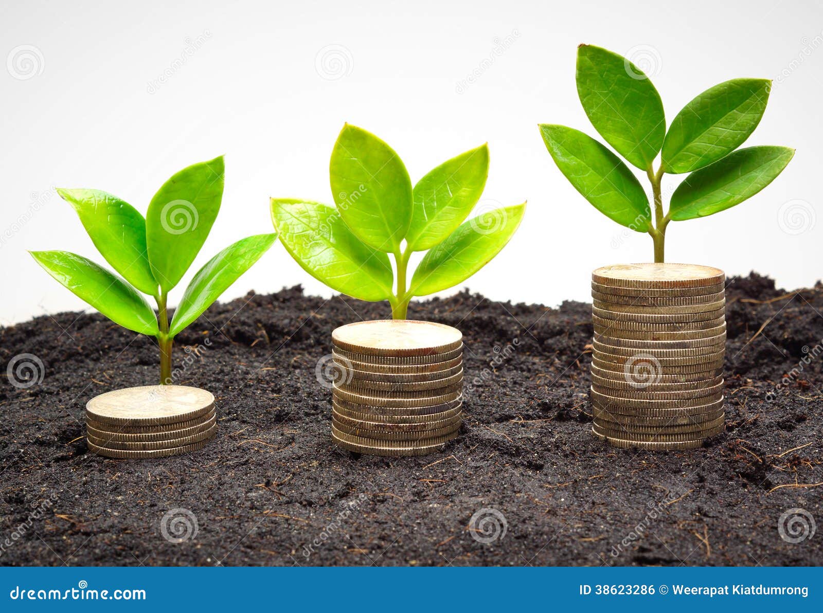 Trees growing on coins stock photo. Image of ground, grow - 38623286