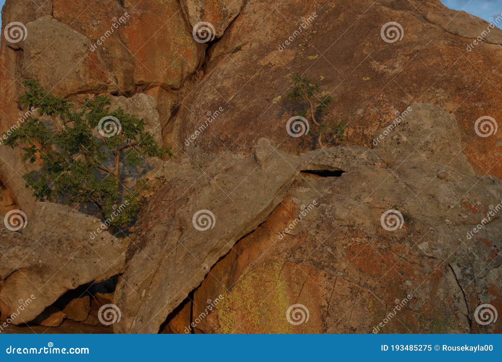 Tree Growing Out of a Rock stock image. Image of growth - 193485275