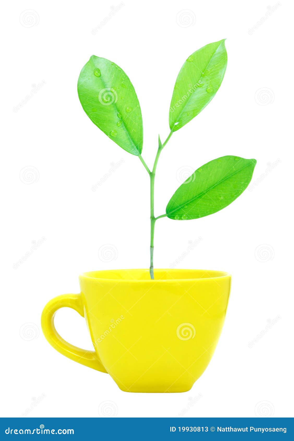 Trees Growing In A Cup Isolated Stock Image - Image of ideas ...