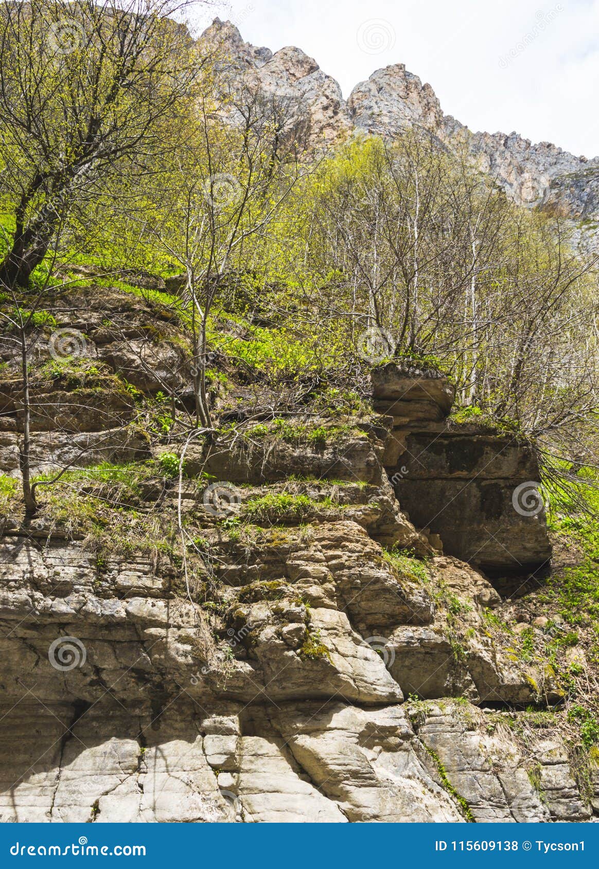 Trees Growing on the Edge of Slope Stock Photo - Image of painterly ...
