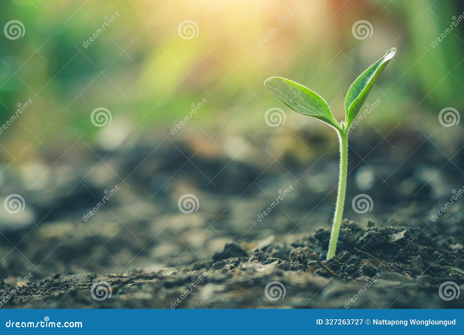 This Pic Of Fertile Land Stock Image | CartoonDealer.com #169420003