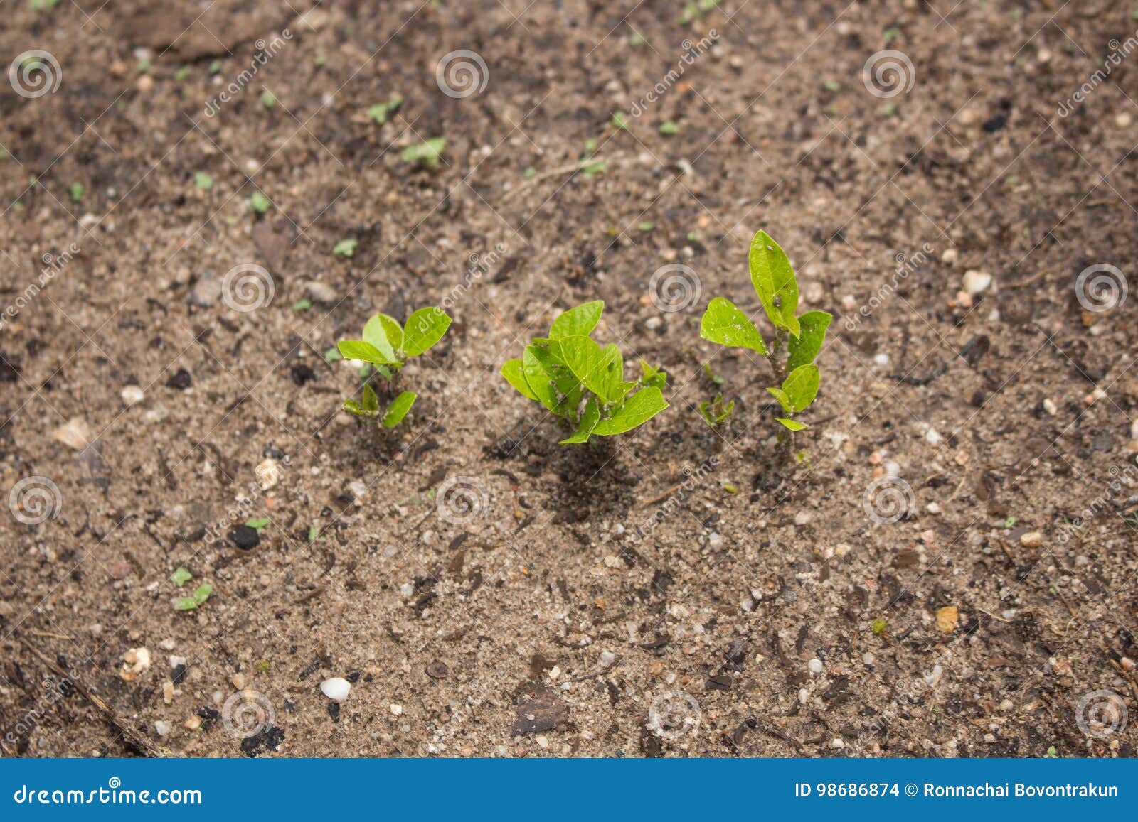 Trees Growing on Fertile Soil in Germination Sequence Stock Photo ...