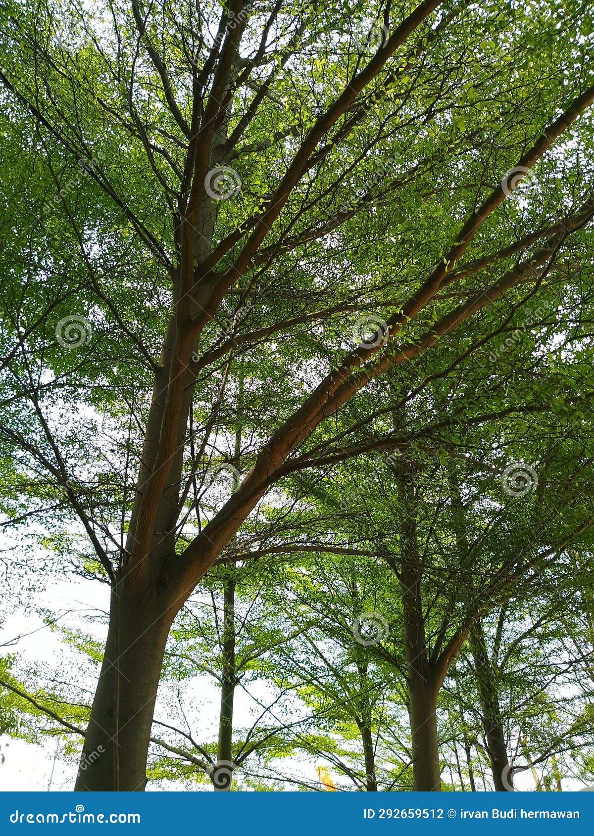 Trees Growing in the Forest Sway in the Wind Stock Photo - Image of ...