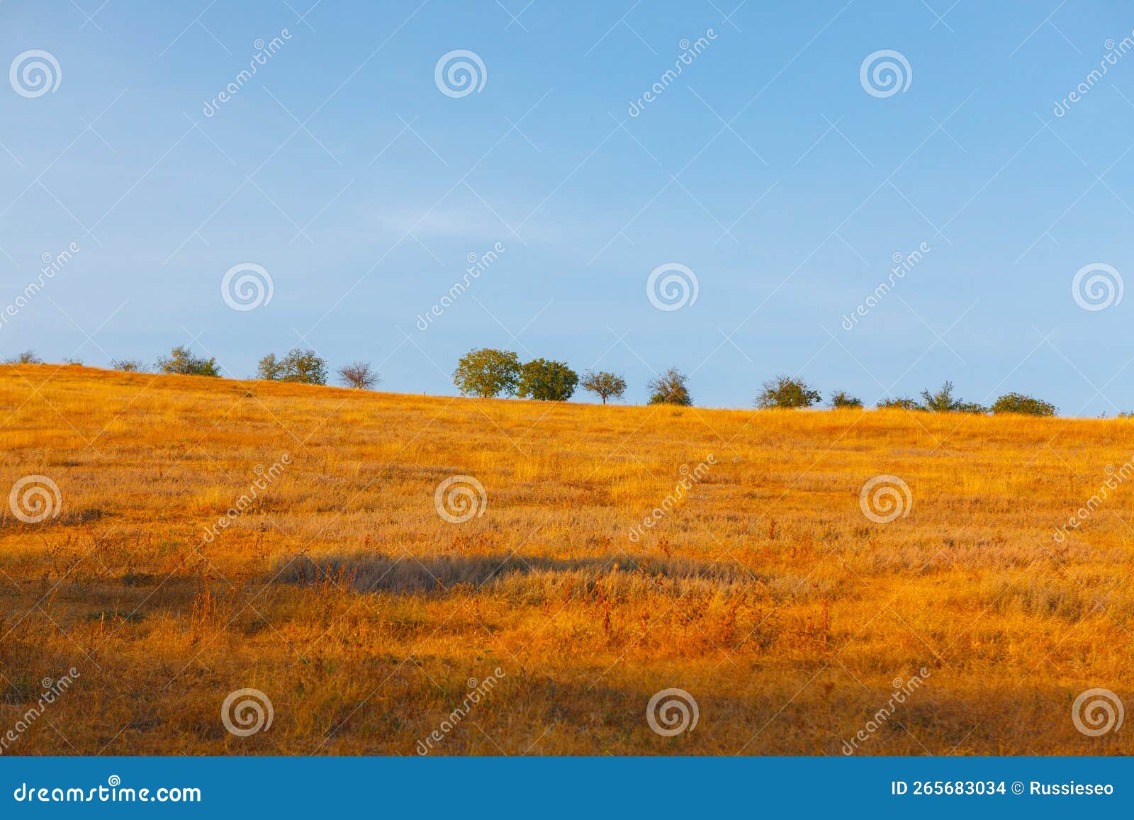 Trees growing on the hill stock photo. Image of desert - 265683034
