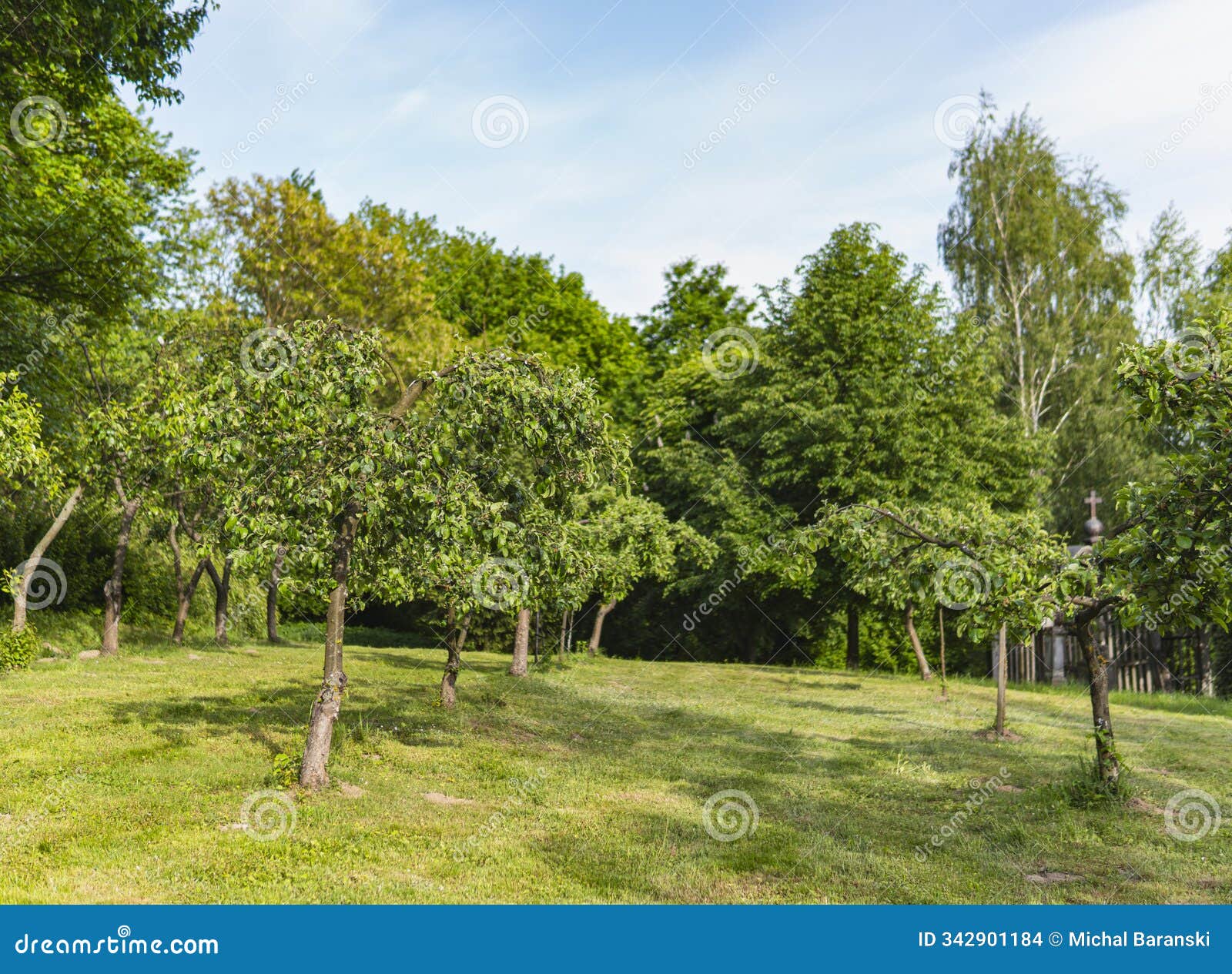 Trees Growing in a Line in an Orchard in the Countryside Stock Photo ...
