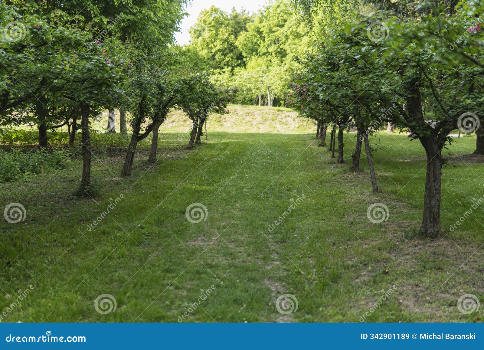 Trees Growing in a Line in an Orchard in the Countryside Stock Image ...