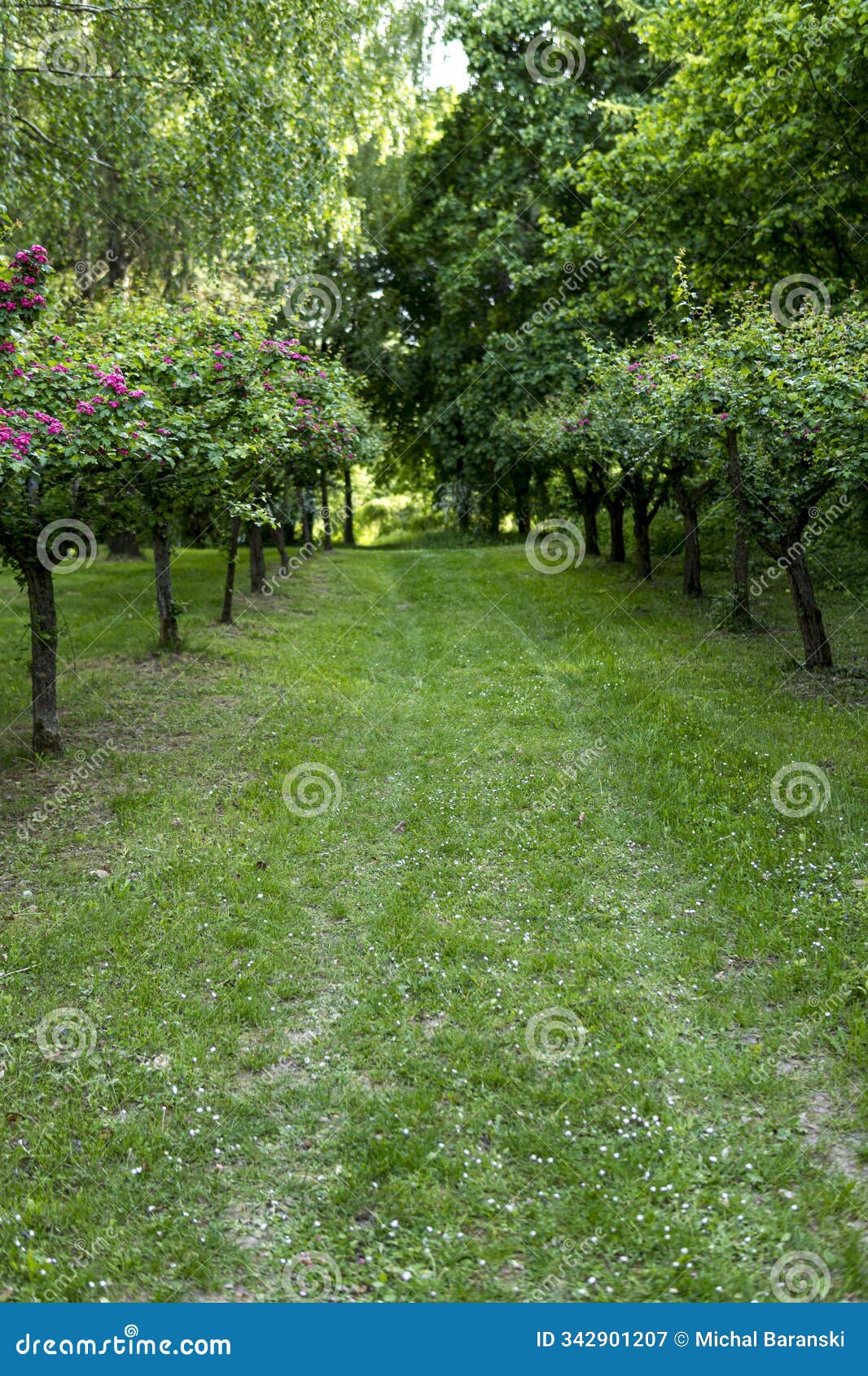 Trees Growing in a Line in an Orchard in the Countryside Stock Image ...