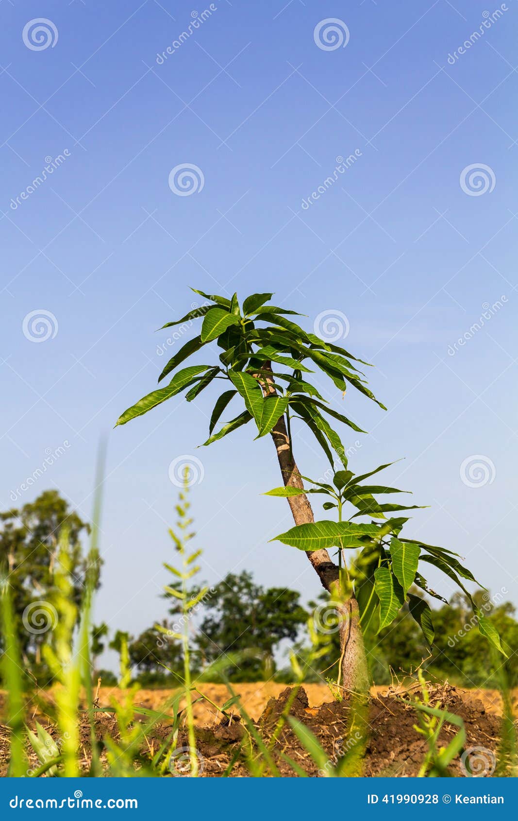 Trees growing Mango stock photo. Image of andscape, forest - 41990928
