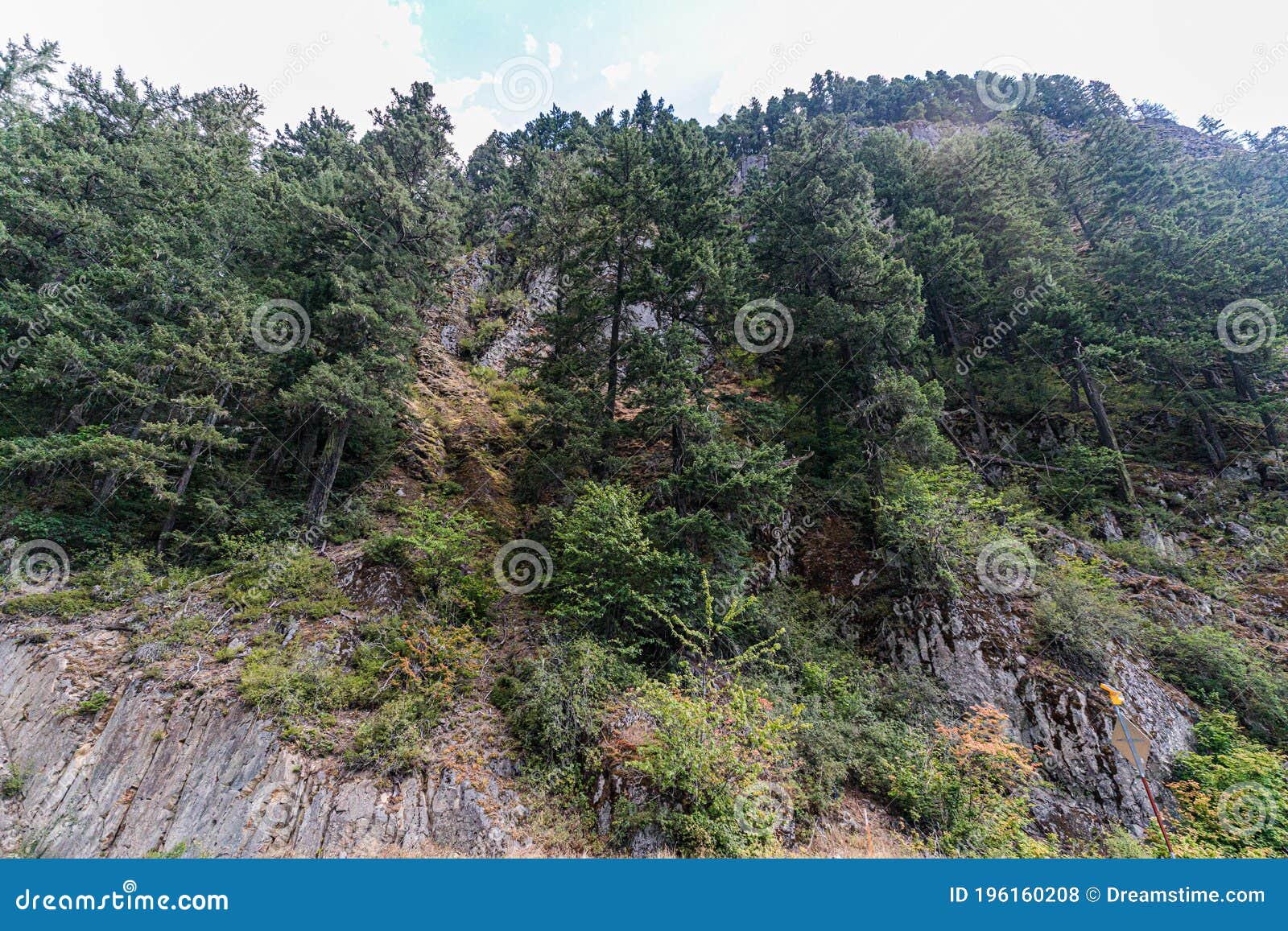 Trees Growing on a Mountainside Stock Photo - Image of side, mountain ...