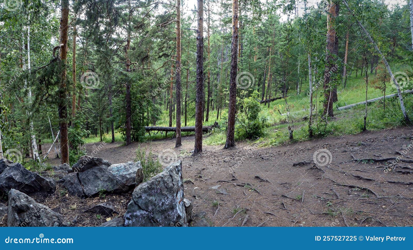 Trees Growing on the Mountainside in Summer Stock Image - Image of ...