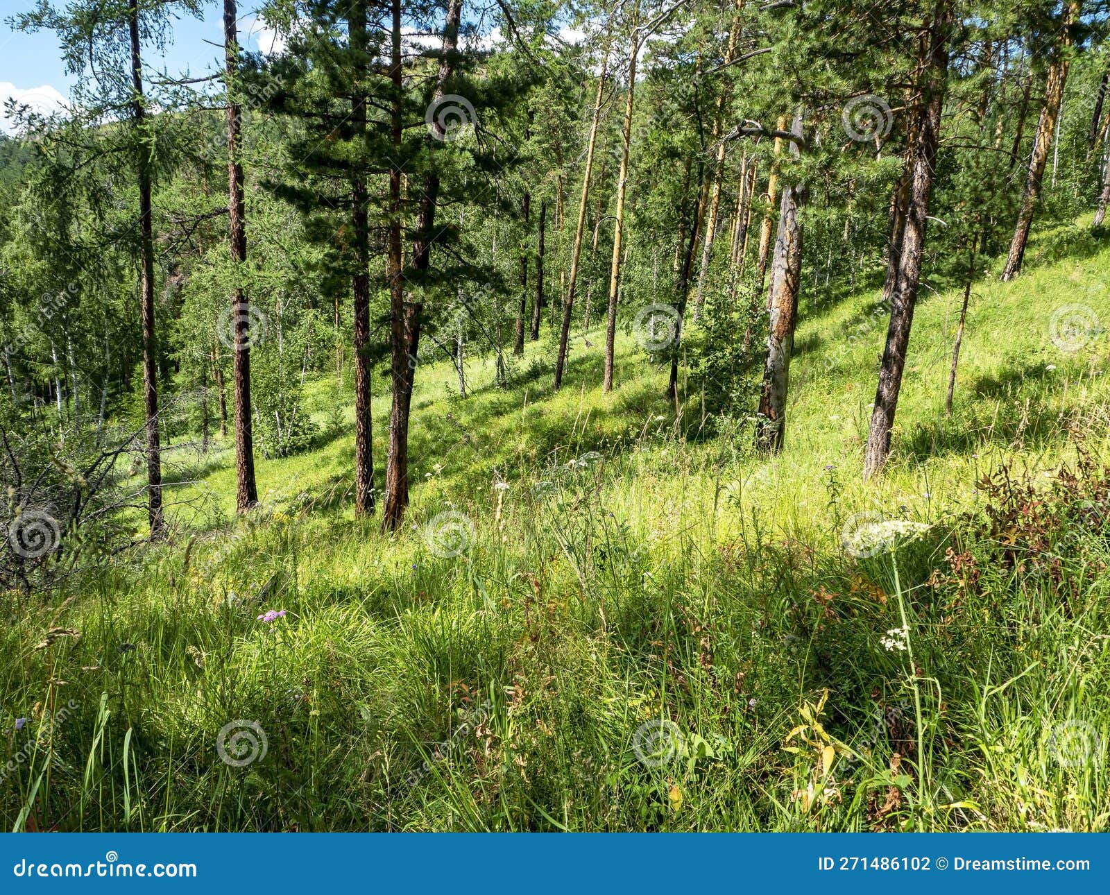 Trees Growing on the Mountainside in Summer Stock Photo - Image of ...