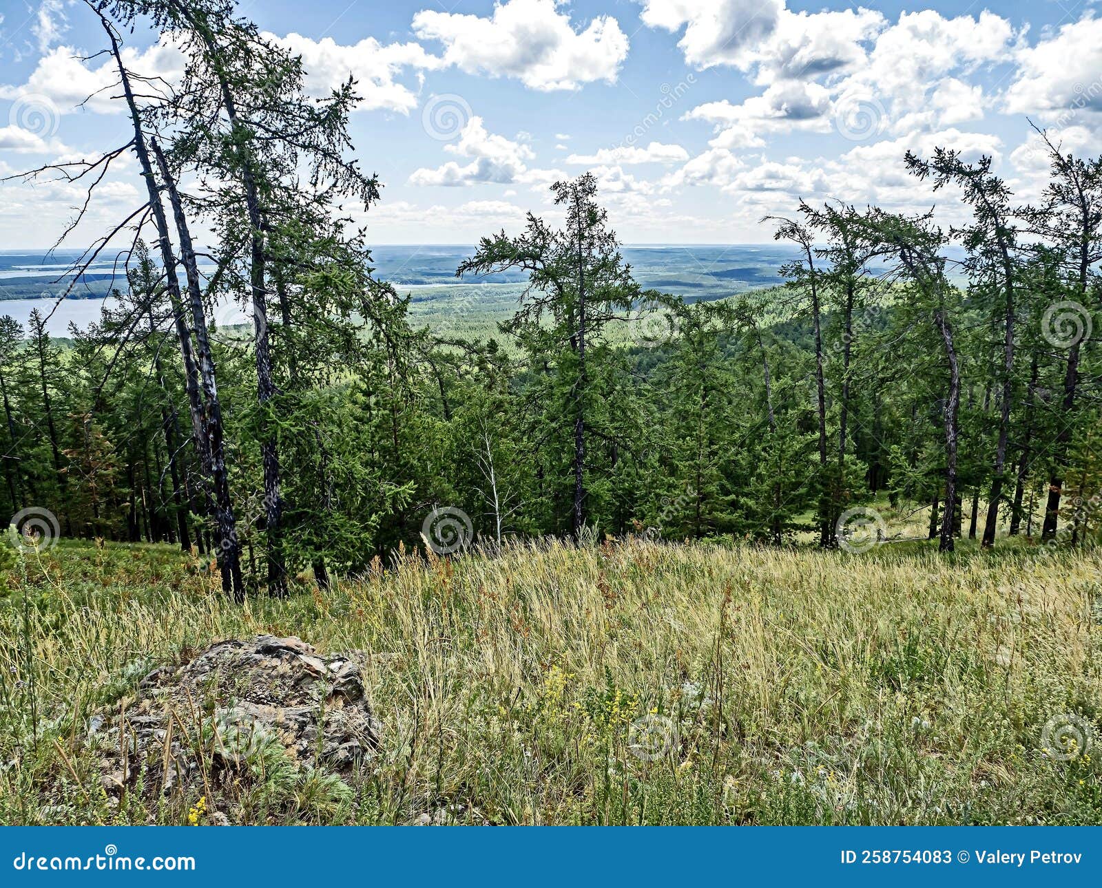 Trees Growing on the Mountainside in Summer Stock Image - Image of ... Trees Growing on the Mountainside in Summer Stock Image - Image of ...