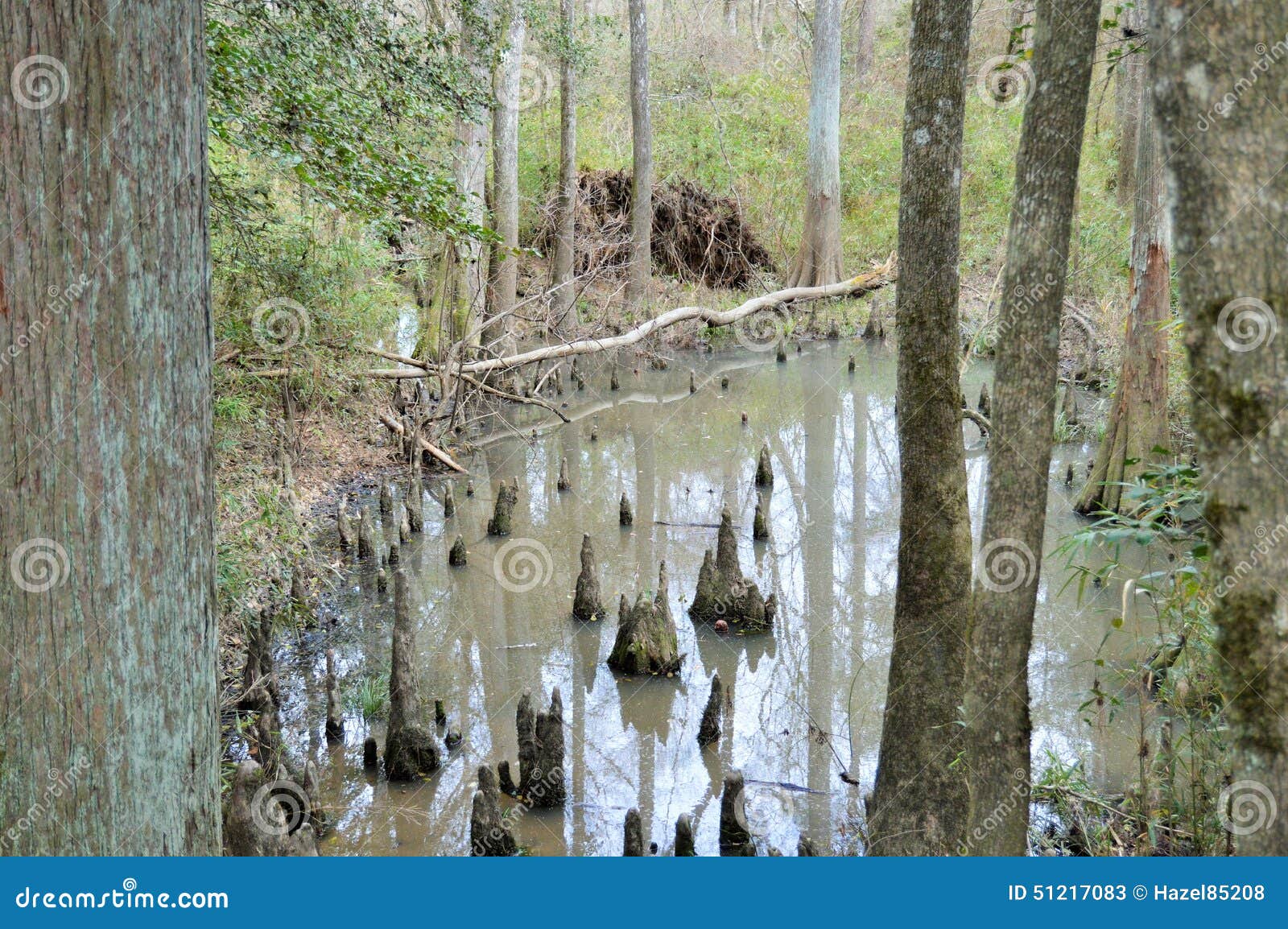 Trees Growing from Murky Water Stock Image - Image of tree, forest ...