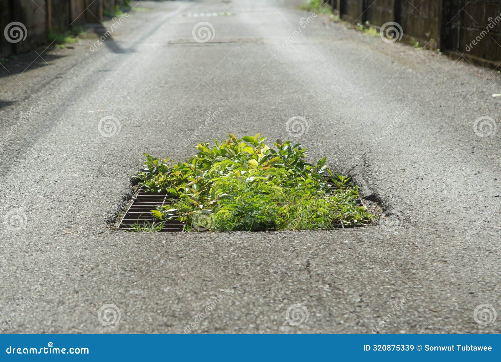 Trees Growing in Old Drainage Pipes on the Road Stock Image - Image of ...