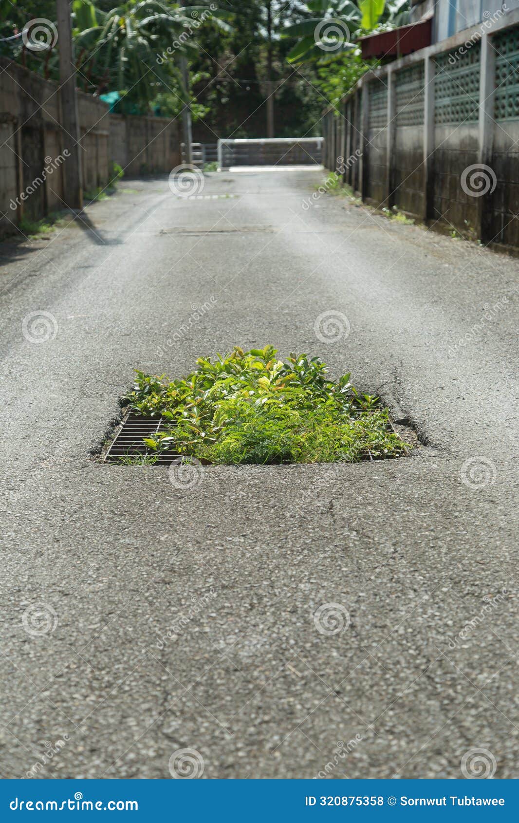 Trees Growing in Old Drainage Pipes on the Road Stock Photo - Image of ...