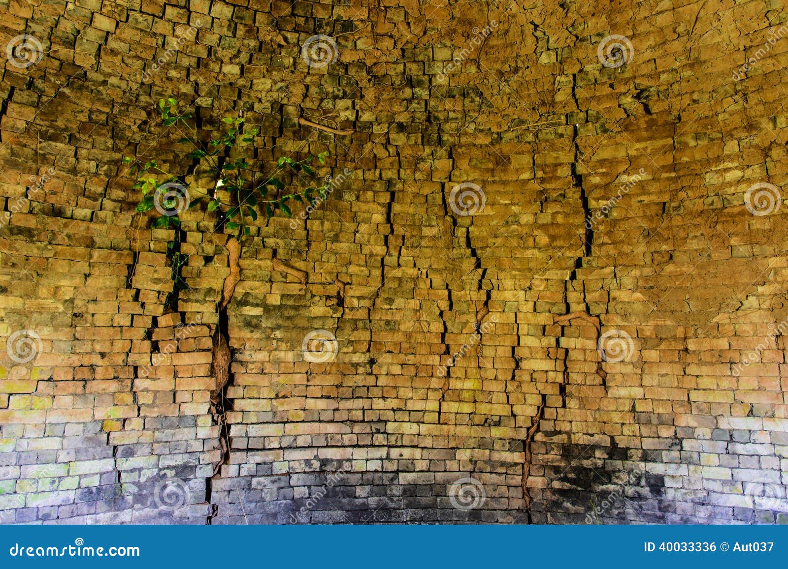 Trees growing on old walls stock photo. Image of brick - 40033336