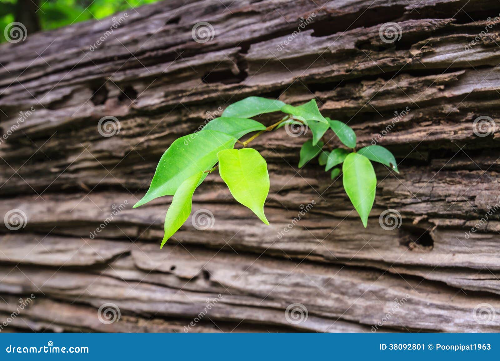 Trees Growing on the Old Wood Stock Image - Image of leaf, nature: 38092801