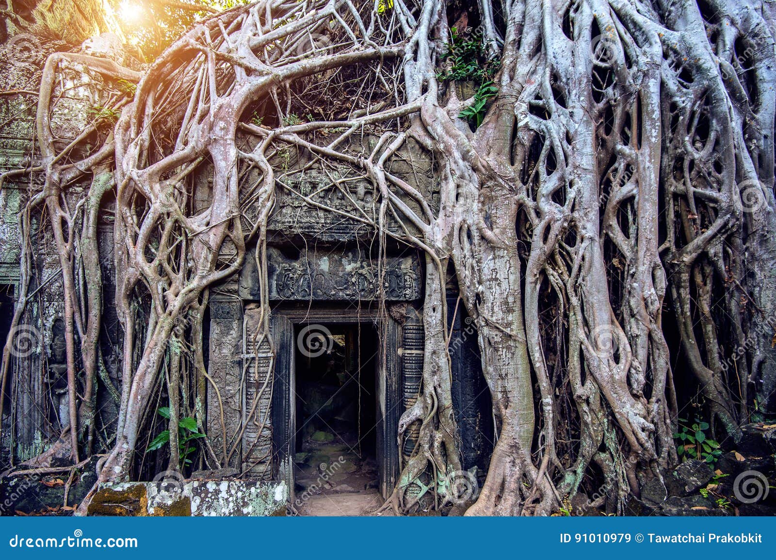 Trees Growing Out of Ta Prohm Temple, Angkor Wat. Stock Image - Image ...