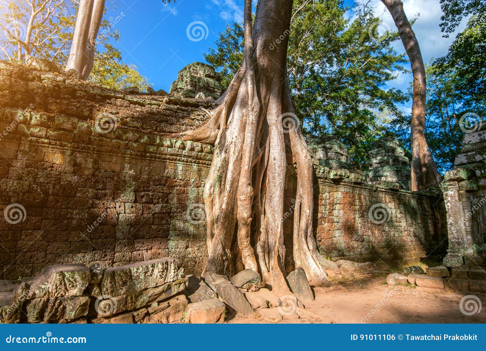 Trees Growing Out of Ta Prohm Temple, Angkor Wat. Stock Photo - Image ...