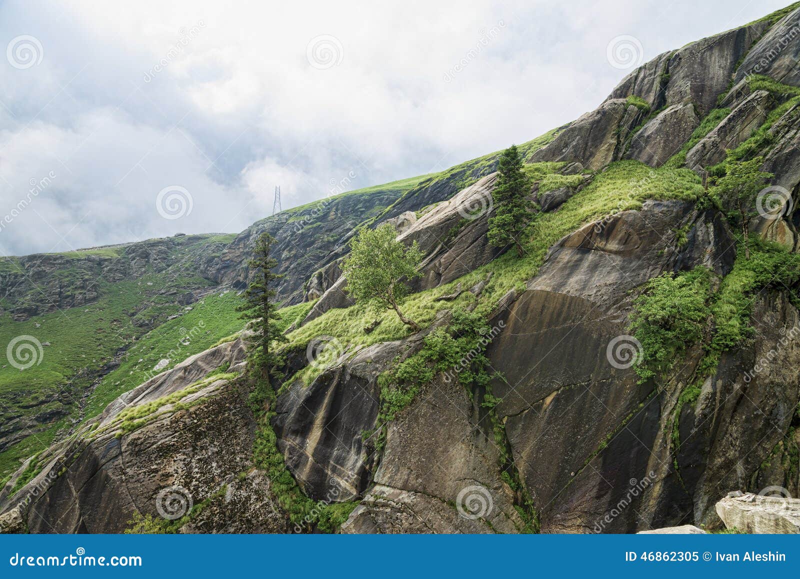 Trees growing on rocks stock image. Image of grass, plants - 46862305