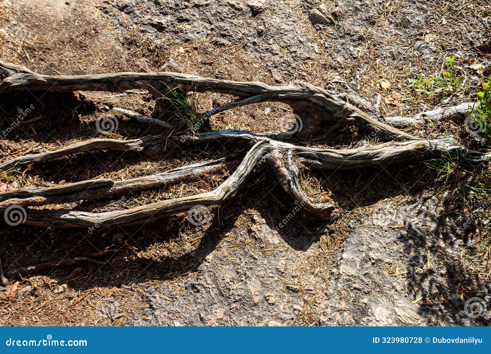 Trees Growing on Rocks, Stones, in the Forest, a Powerful Root System ...