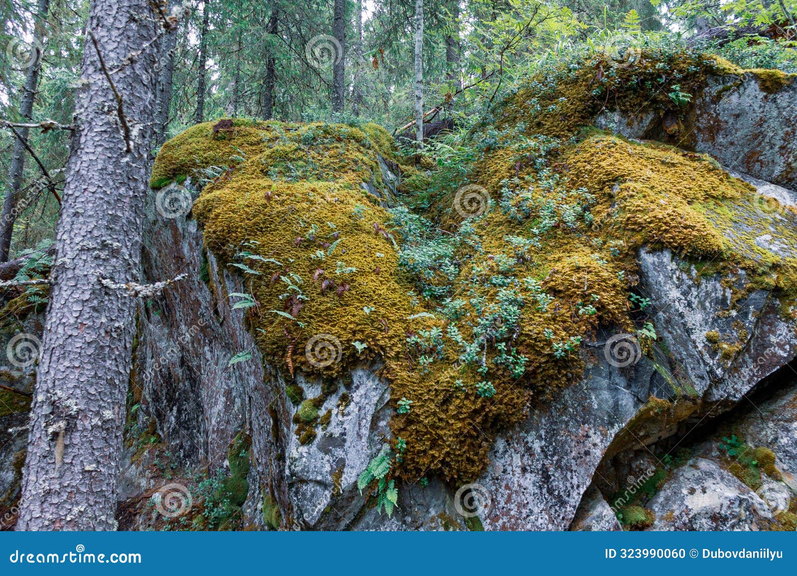 Trees Growing on Rocks, Stones, in the Forest, a Powerful Root System ...
