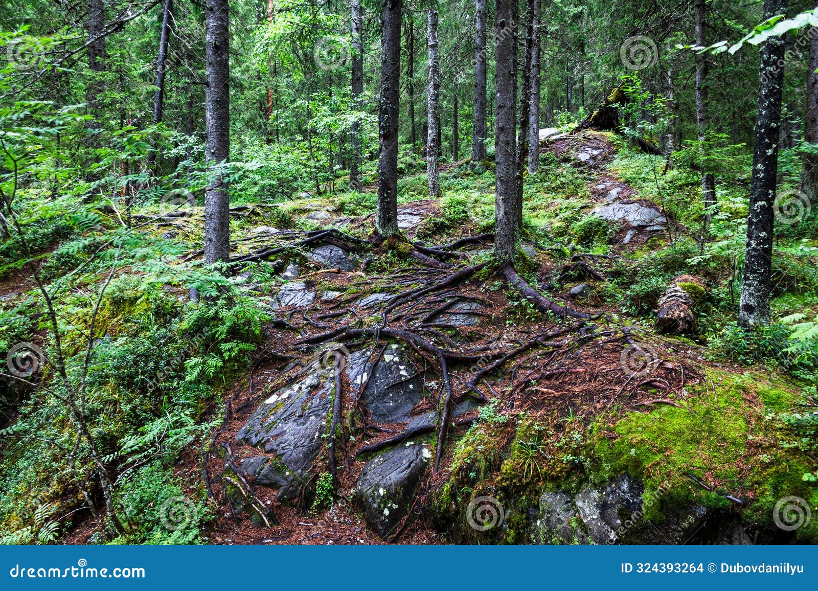 Trees Growing on Rocks, Stones, in the Forest, a Powerful Root System ...
