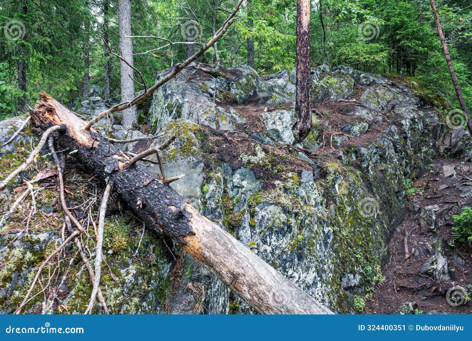 Trees Growing on Rocks, Stones, in the Forest, a Powerful Root System ...