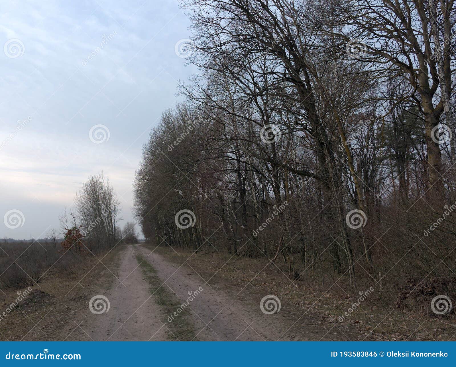 Trees Growing on the Side of a Country Road in the Evening. a Row of ...