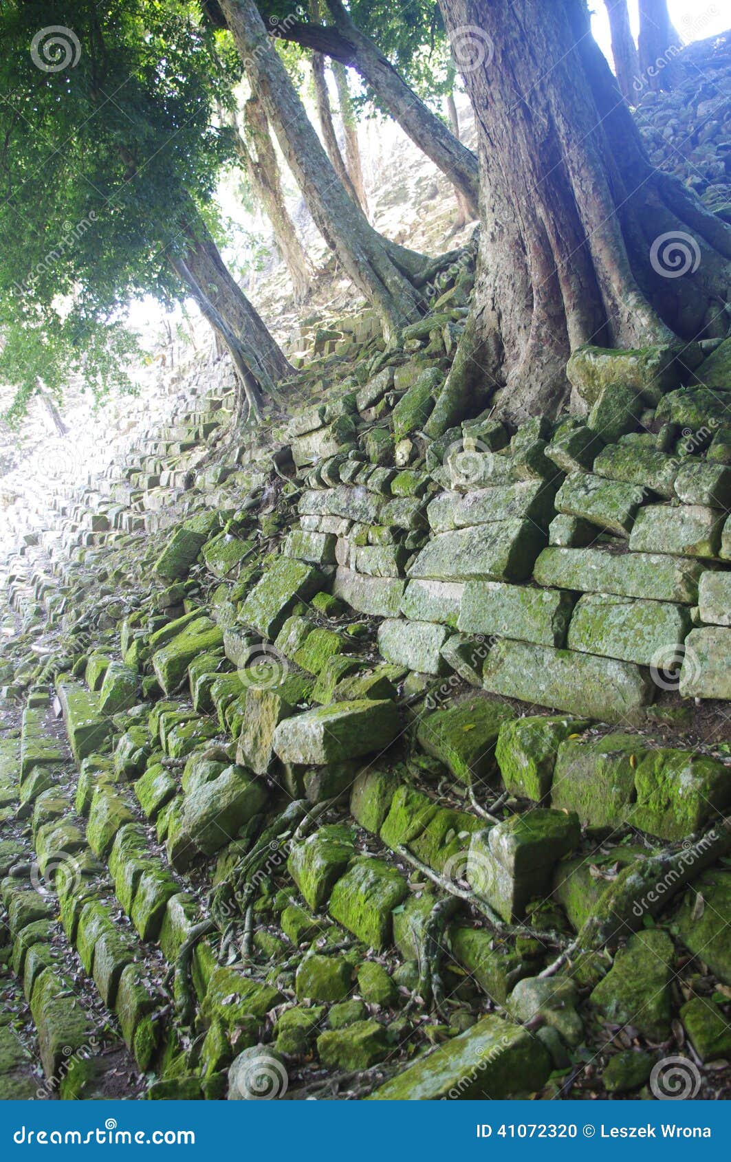 Trees Growing on Sides of the Pyramid Stock Photo - Image of ruined ...