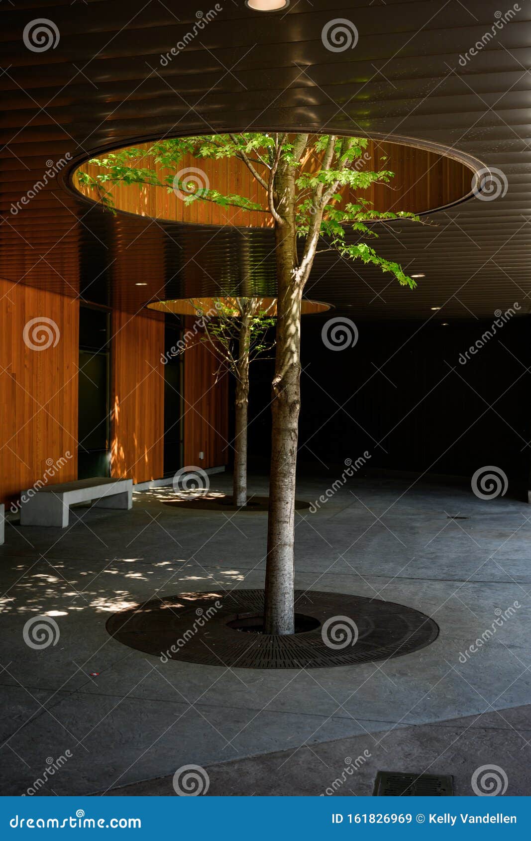 Trees Growing through Skylight Stock Image - Image of trees ...