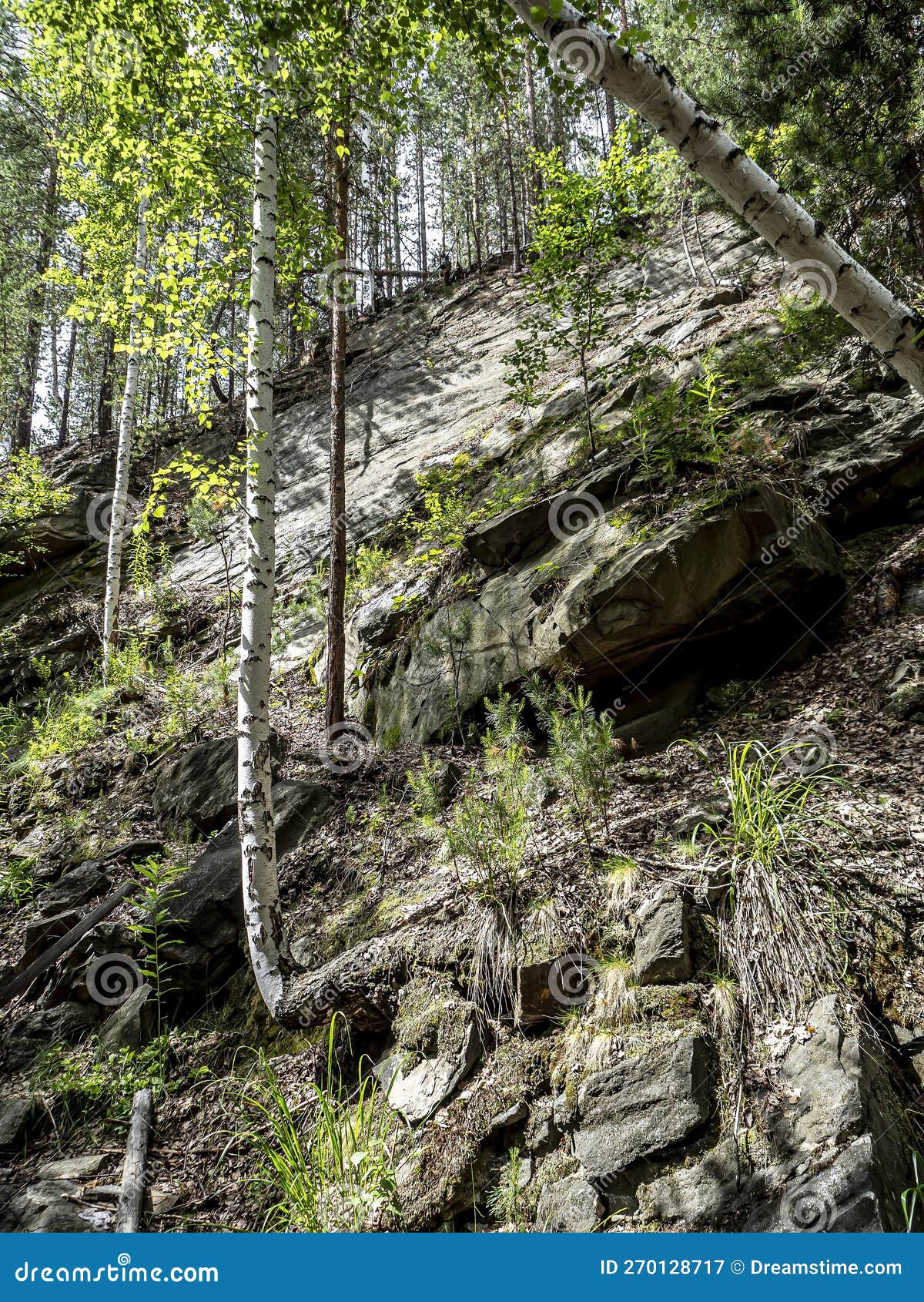 Trees Growing on the Stone Slopes of the Mountains Stock Image - Image ...