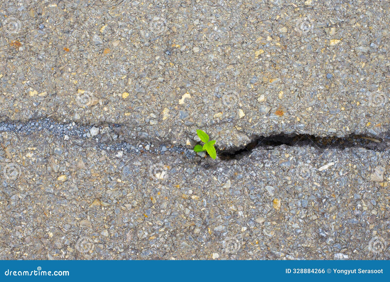 Trees Growing on the Surface of the Concrete Pavement Cracks Stock ...