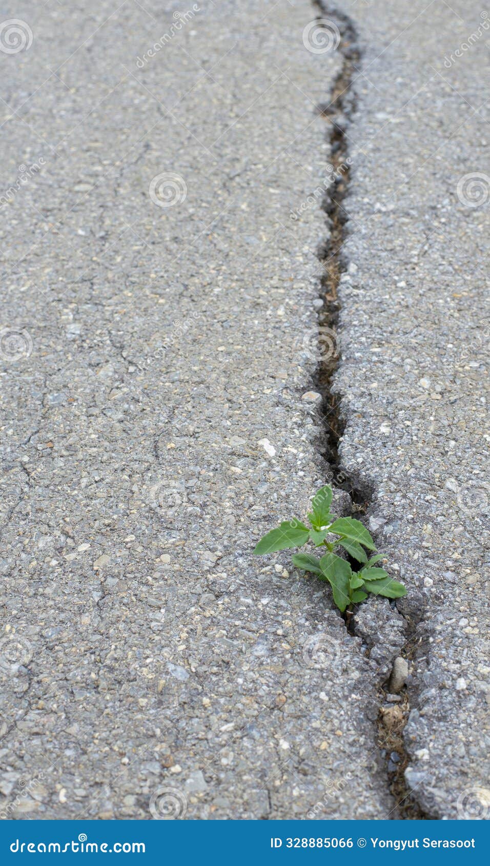 Trees Growing on the Surface of the Concrete Pavement Cracks Stock ...