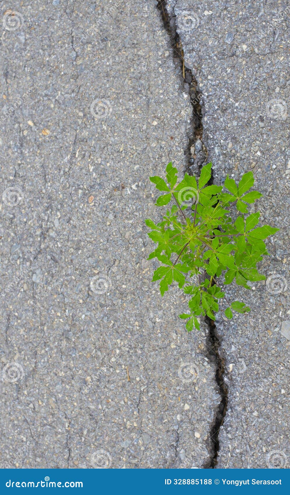 Trees Growing on the Surface of the Concrete Pavement Cracks Stock ...